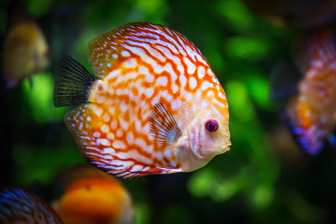 How Much Electricity Does An Aquarium Use Texas Electricity Examiner
